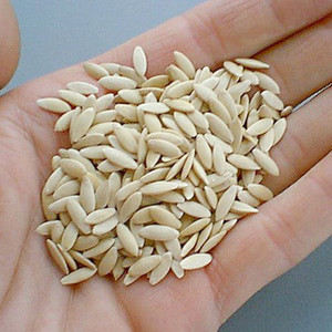 naturehils Cucumber seed ,Sosa 100% Organic Gardening Vegetable Seed ...