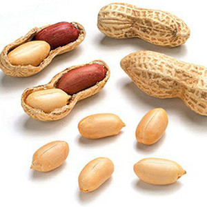 SREE Penut Vegetable Seed, Mungfali Seed. Badam Organic Seed Price in ...