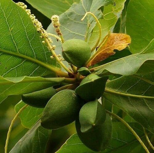 VibeX ® XLR-41 Prunus dulcis/Almond/Badam/Sweet Almond Seeds Seed Price ...