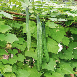 Aamaya Store Ridge Gourd F1 hybrid (Torai) Seeds Seed Price in India ...