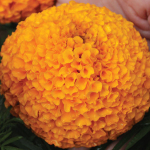 VERTISE African Hybrid Marigold (Genda) Seeds Orange Seed Price in ...