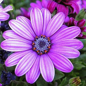 VibeX PAU-45 - Miracle Daisy Dwarf Plants Rare Flower - (540 Seeds ...