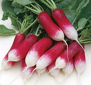 maanya Maanya Radish (Mooli) Half Red Vegetable Seeds, for Home Garden ...