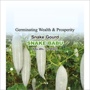 VibeX Sow & Grow Chichinda Vegetable Seeds[50 Gms, 250 Seeds] Seed ...