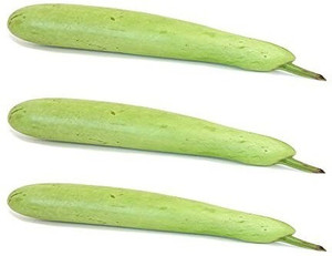 VibeX ® XLR-231 Long Bottle Gourd | Calabash Seed Price in India - Buy ...