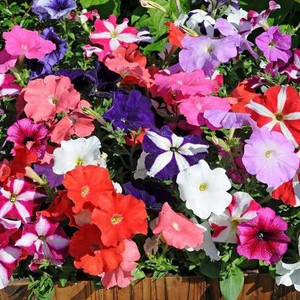 ario Petunia Star Pro Flower Mix Seed Price in India - Buy ario Petunia ...