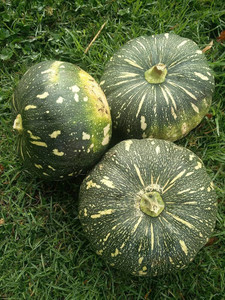 DEYS AGRO ™ kadu seeds,hybrid vegetable seeds Seed Price in India - Buy ...