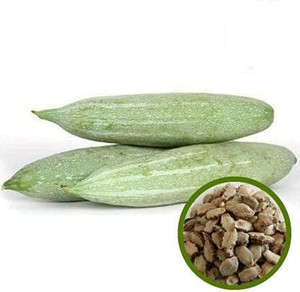 VibeX CHICHINDA/SNAKE GOURD/CHHACHINDRA SEEDS[50 Gms, 250 Seeds] Seed ...
