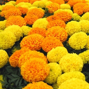 Biosnyg African Marigold Flower - Antigua Series F1 - Primrose-[50 ...