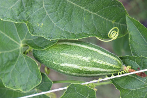 Arshiayat Bangladeshi Hybrid Pointedgourd-Parwal-Potol-Kambupudalai ...