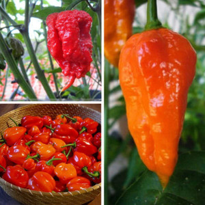 CYBEXIS Rare Carolina Reaper Chilli Pepper Seeds-300 Seeds Seed Price ...