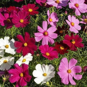Greenfall Cosmos Mixed Color Seeds - Premium 30 Seeds Seed Price in ...