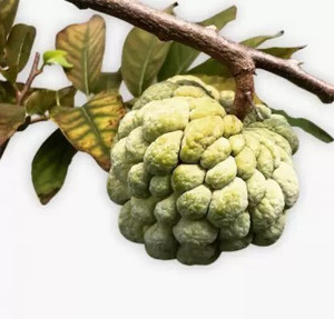 MAA Custard Apple, sitafal, sitaphal Seed Price in India - Buy MAA ...