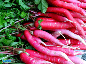 Arshiayat Hybrid Red Radish/Mooli/Muli Vegetable Seed Price in India ...