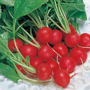 Mozette Red round radish Seed Price in India - Buy Mozette Red round ...