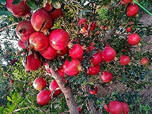 MAA Pomegranate, Anaar Seed Price in India - Buy MAA Pomegranate, Anaar ...