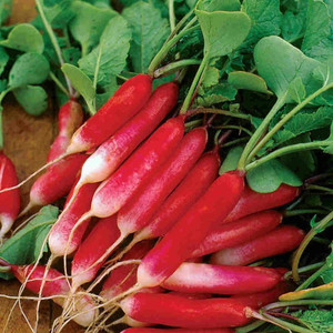 Cloud Farm Radish/Mooli/Muli Vegetable Seed Price in India - Buy Cloud ...