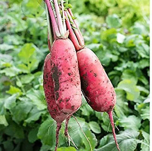 MAA Radish Red, Muli Seed Price in India - Buy MAA Radish Red, Muli ...