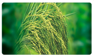 HYBRID 1kg Hybrid paddy seeds highest yield Verity Seed Price in India ...