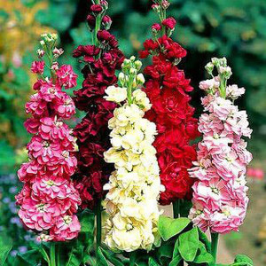 KANAYA Stock Matthiola Incana Double Mix Flower Seed Price in India ...