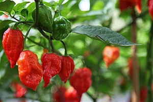 TRICONE Hybrid HPH - 5531 Hybrid Chilli Syngenta Mirch 150 Seeds V3 ...