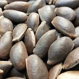 naturehils Chalisa Chikoo, Sapota, Sapodilla, Naseberry Seed, Sobeda ...