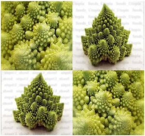 VibeX ® VXI-753 Veronica Romanesco Cauliflower Heat Tolerant Uniform ...