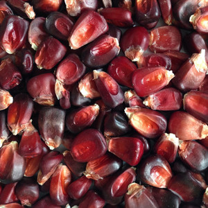 VibeX ® XXL-399 Bloody Butcher Red Corn Seed Price in India - Buy VibeX ...