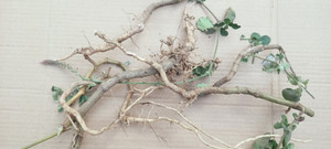 ABEFARIYA Apamarg ROOT, Prickly Chaff, Chirchita, Achyranthes Aspera ...