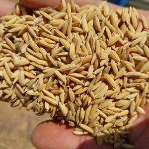 SREE Basmati Paddy, Rice Seed for Farming & Agriculture, 1Kg Per Packet ...