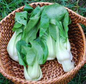 Farmonix Extra Dwarf Pak Choi Seed Price in India - Buy Farmonix Extra ...