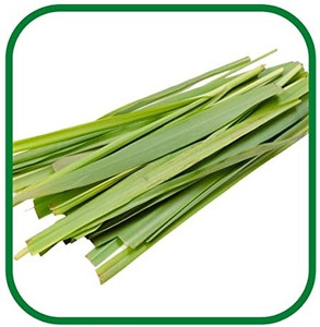 Qualtivate LXI-123 Caribbean fever grass/Lemon Grass Seed Price in ...