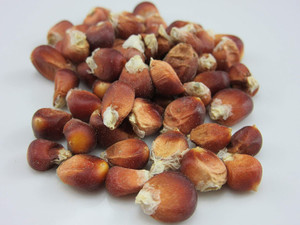 VibeX ® VLR-765 Giant Orange Corn (Zea Mays) Seed Price in India - Buy ...