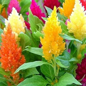 Aro Celosia Dwarf, Cockscomb Seed Price in India - Buy Aro Celosia ...