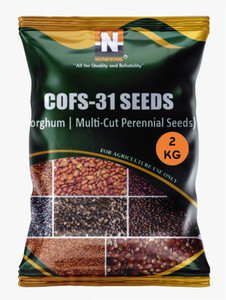 Numinous CoFs-31, Sorghum, Jowar, Multi-cut Perennial, Fodder Grass ...