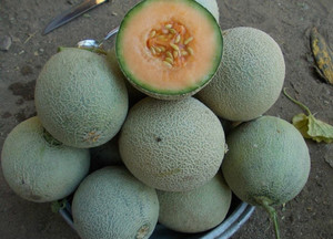 MRCY Japanese Musk Melon Seed Price in India - Buy MRCY Japanese Musk ...