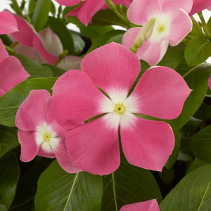 CORUS Vinca Flower Plant Seed Price in India - Buy CORUS Vinca Flower ...