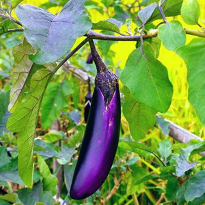 CYBEXIS High Yield Long Purple Brinjal Eggplant Seeds 1200 Seeds Seed ...