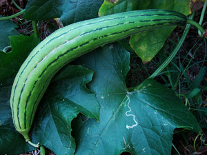 UGRA Indo Sponge Gourd(Dhundol) Seed Price in India - Buy UGRA Indo ...