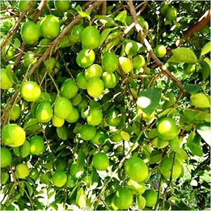 Aywal F1 Hybrid Nimbu (Lemon) Seed Price in India - Buy Aywal F1 Hybrid ...