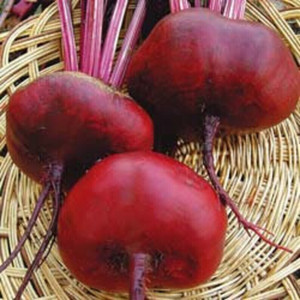 Avysa Dark Red Beet Seeds | Ruby Red Seed Price in India - Buy Avysa ...