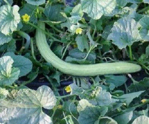 VibeX ® VXI-52 Cucuzzi (Italian Edible) Gourd Seed Seed Price in India ...