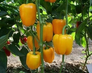 Aywal YELLOW Color SHIMLA MIRCH Seed Price in India - Buy Aywal YELLOW ...