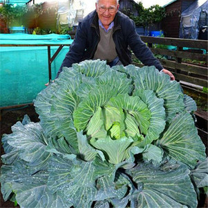CYBEXIS Plant Rare Giant Russian Cabbage Seeds 500 Seeds Seed Price in ...
