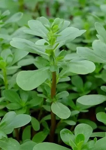 MAA Purslane, Kulfa Seed Price in India - Buy MAA Purslane, Kulfa Seed ...