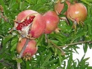 MAA Pomegranate, Anaar Seed Price in India - Buy MAA Pomegranate, Anaar ...