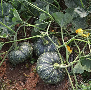 Arshiayat F1 Dark Hybrid Rainy Season Pumpkin Seeds, Borsati Kumro ...