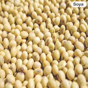 komstec Premium Soya Seeds: Grow Your Own Nutrient-Packed Soybeans at ...