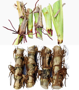 N.G.M. AGROCARE American Guatemala/5G Napier & Dwarf Napier Each 10 ...