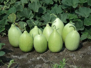 KANAYA LAW/LOWKI Round Bottle Gourd Lauki/Lau/Clabash Seed Price in ...